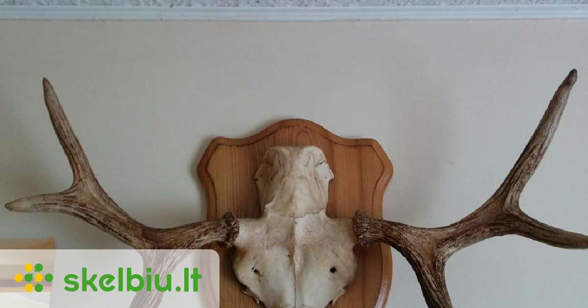 briedzio ragai skelbimai - Skelbiu.lt