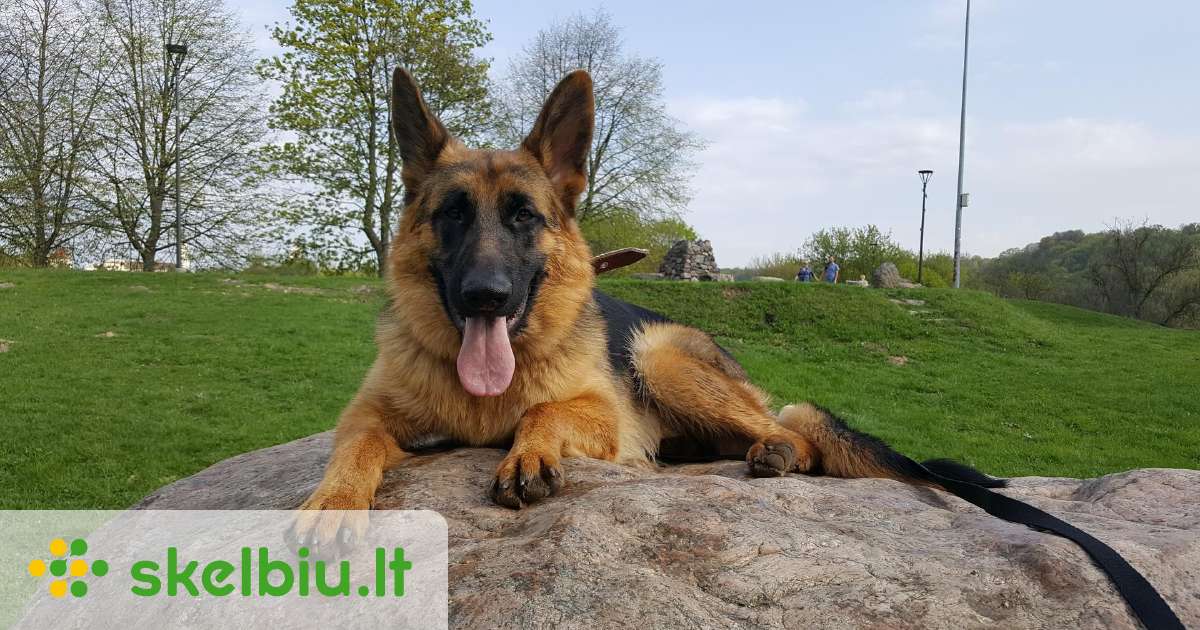 vokieciu aviganiai kaisiadoriu r skelbimai - Skelbiu.lt