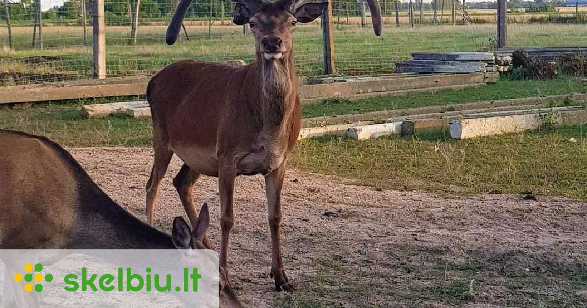 Taurieji elniai. Elnių Ūkis - Veisimas, Produkcija - Skelbiu.lt
