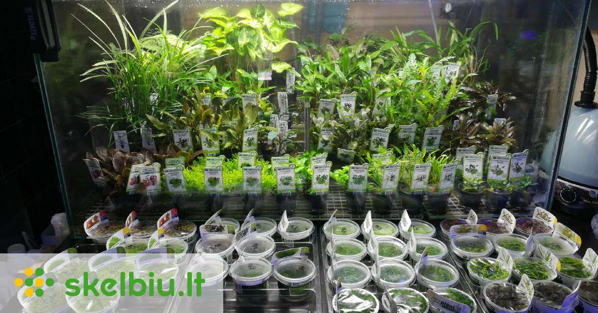 Augalų akvariumams siunta iš Olandijos - Skelbiu.lt