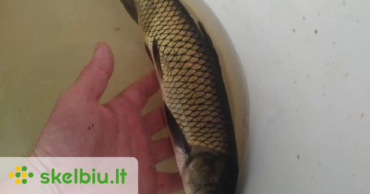 mailius varenos r skelbimai - Skelbiu.lt