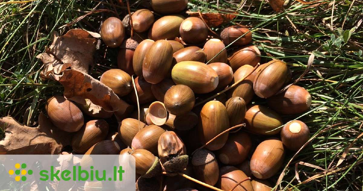 Perku Ąžuolo Giles - Skelbiu.lt