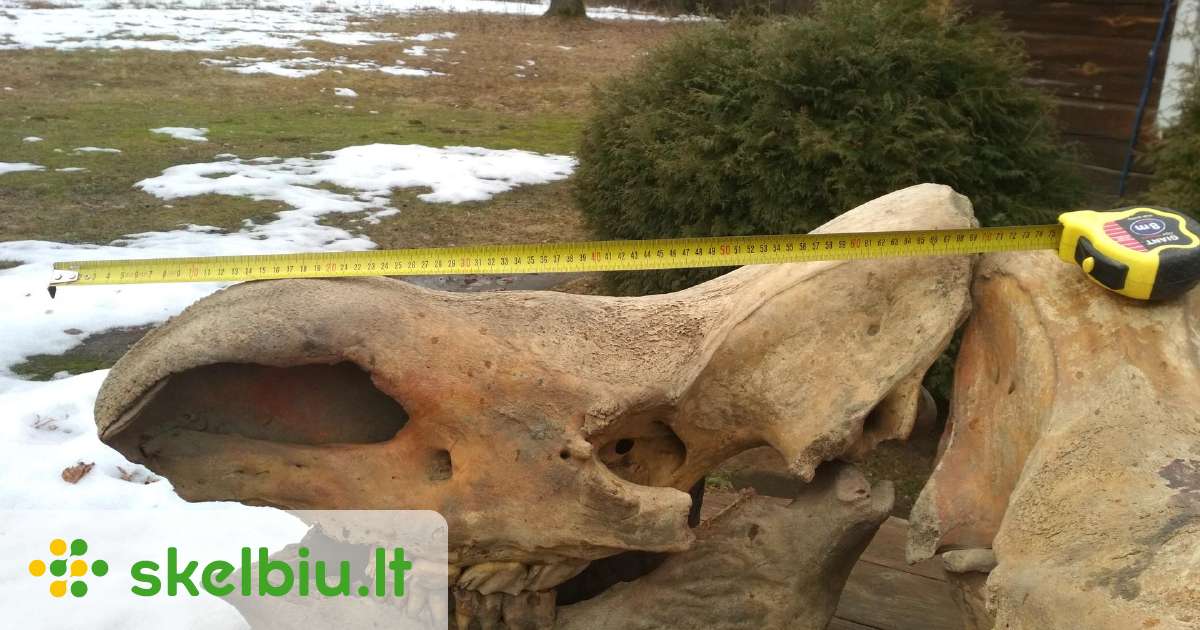 Gauruotojo raganosio kaukolė (ledynmečio epochos) - Skelbiu.lt