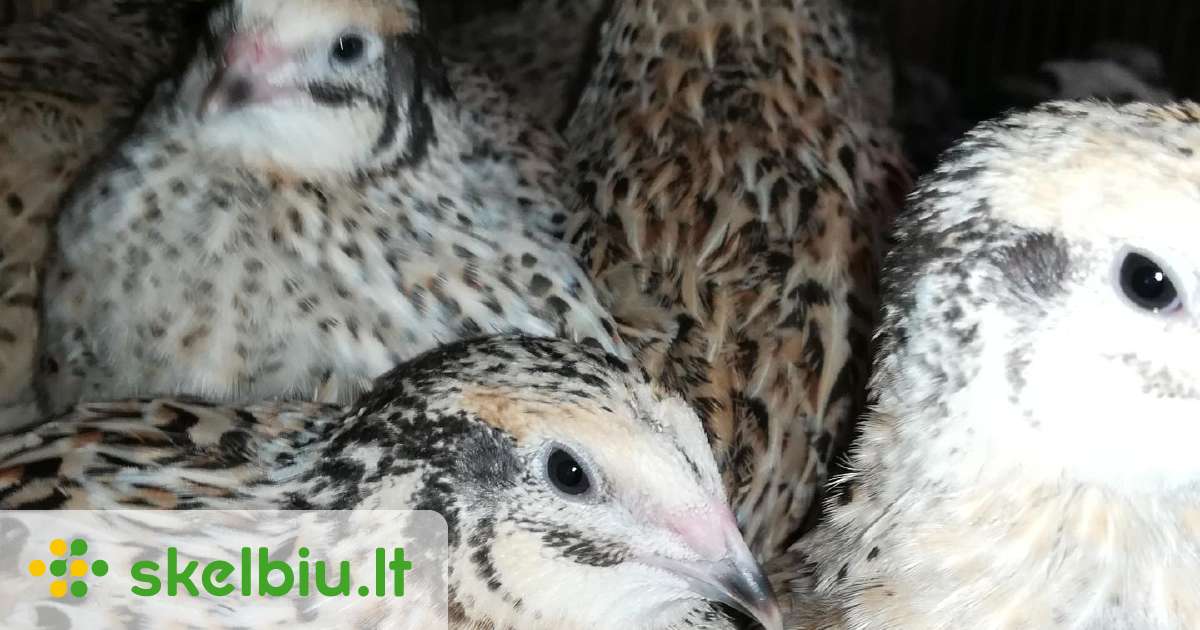 putpeles skelbimai - Skelbiu.lt