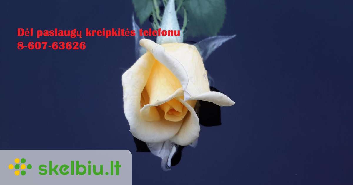 darbas studentams kaune skelbimai - Skelbiu.lt