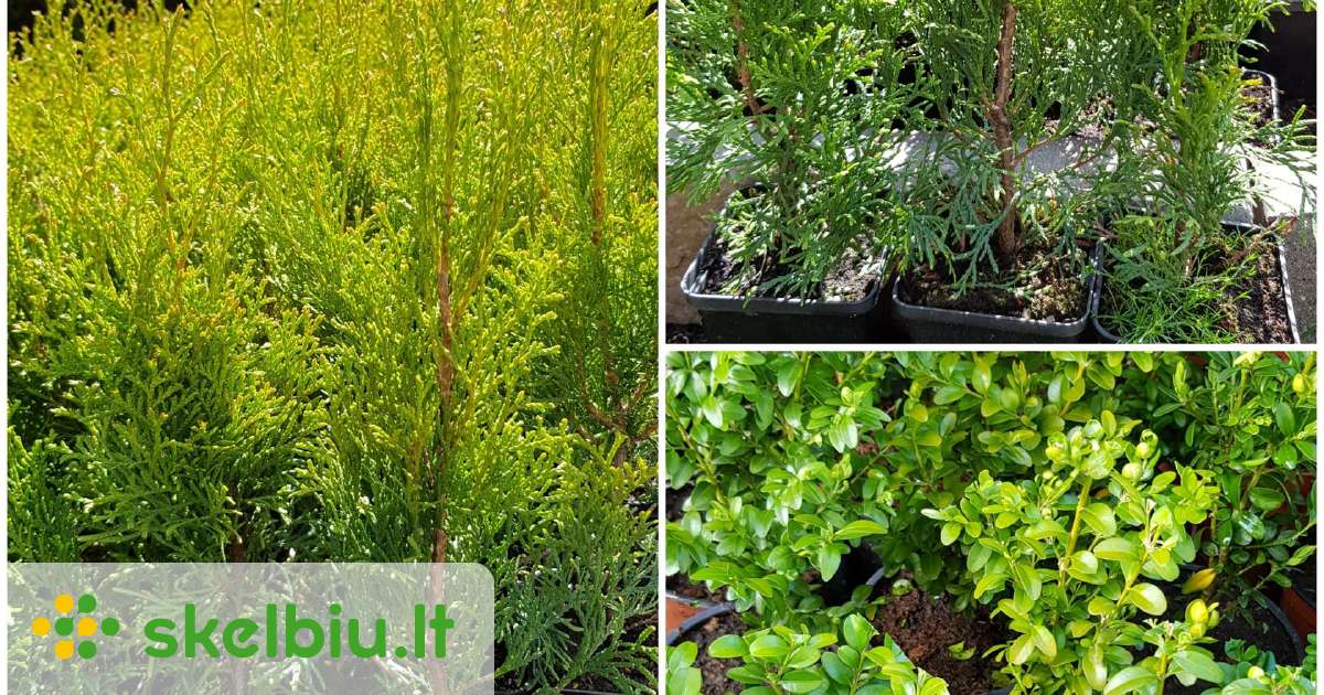 Tujos Smaragd, pušaitės, šluotelinės hortenzijos - Skelbiu.lt