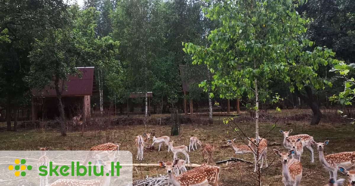 Danieliai perliniai - Skelbiu.lt