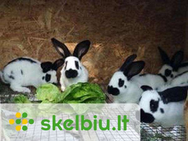 Triušis - Skelbiu.lt