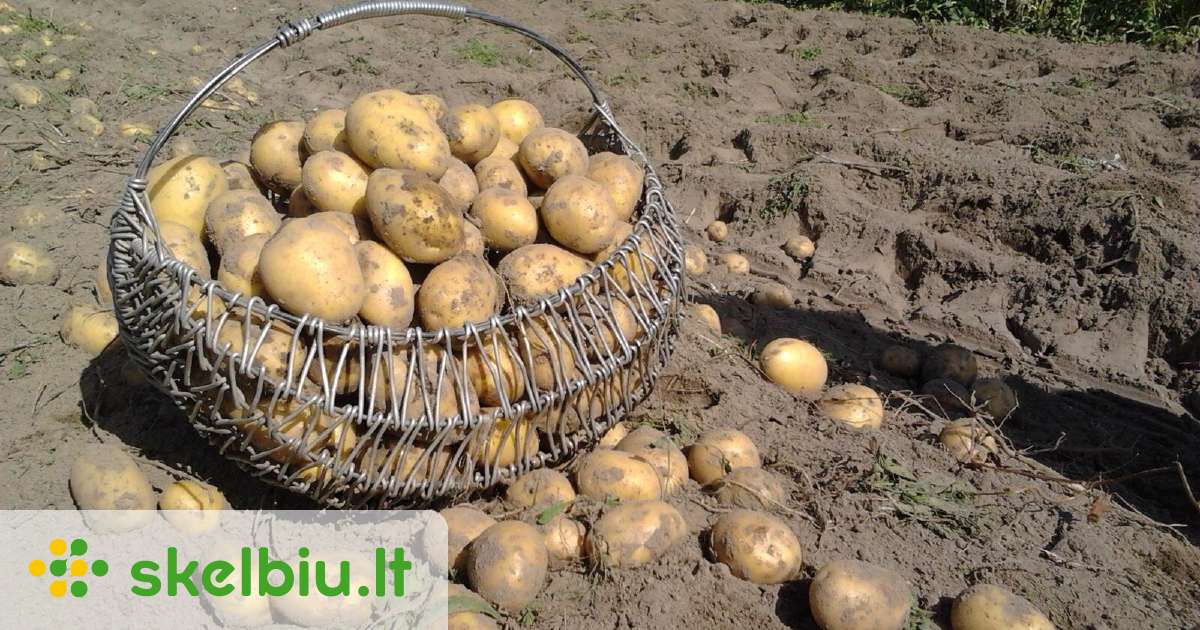 Bulvės - Skelbiu.lt
