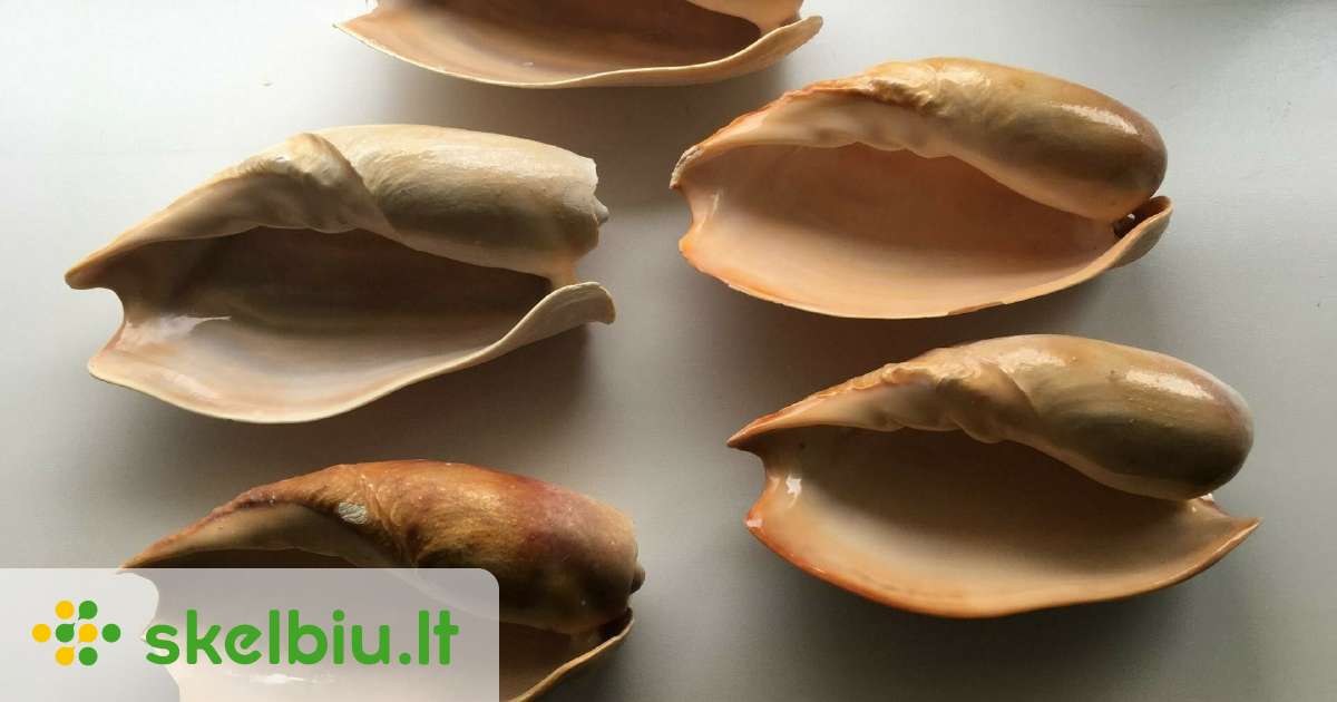 Jurinės kriauklės - Skelbiu.lt