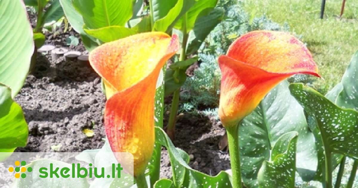 kalijos vilnius skelbimai - Skelbiu.lt