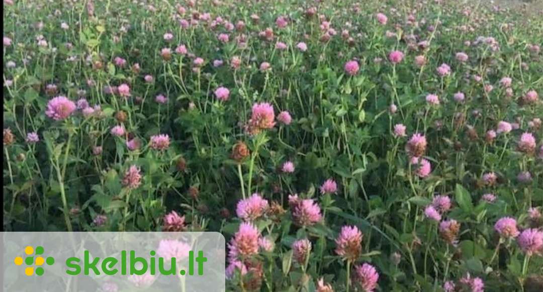 seklos moletu r skelbimai (2 psl.) - Skelbiu.lt