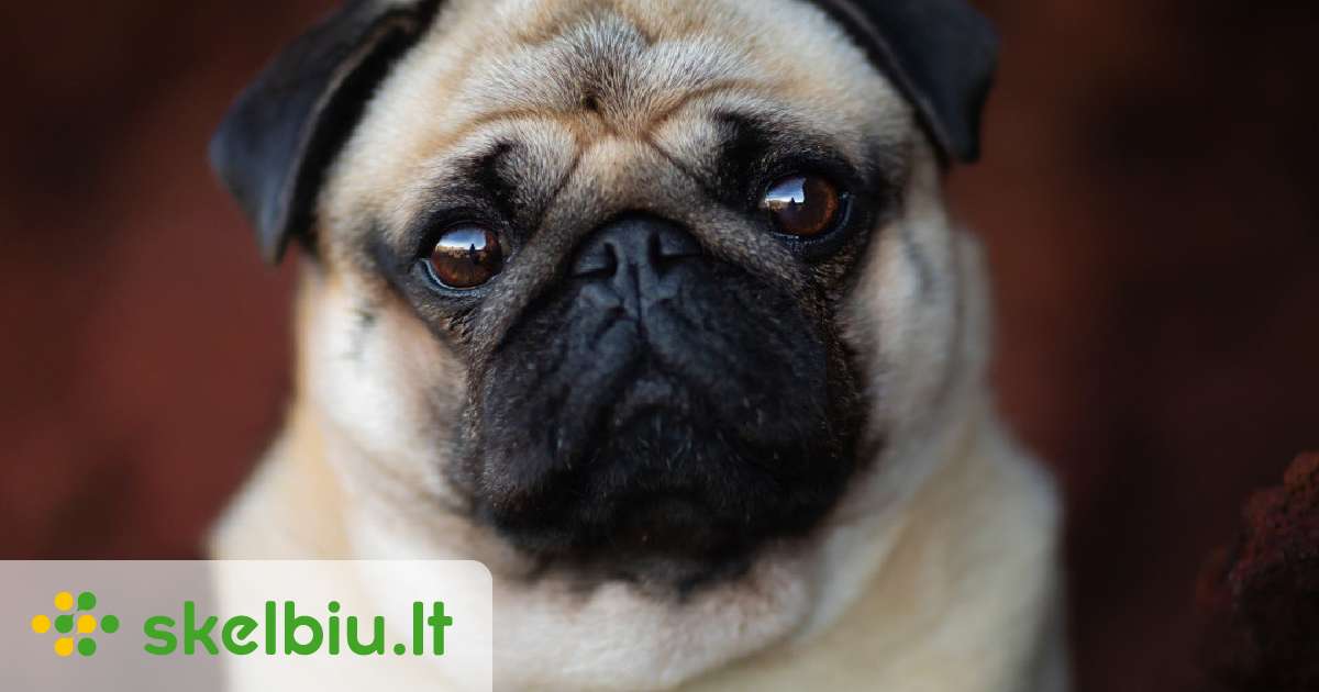 Mopsai šunys - Skelbiu.lt