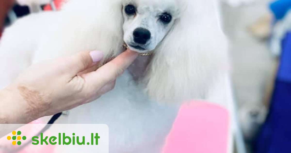 pudelis kergimui skelbimai - Skelbiu.lt