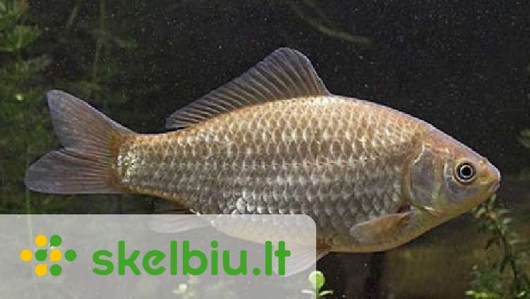 Karosai lydekų žvejybai, lynai, vandens lelijos - Skelbiu.lt