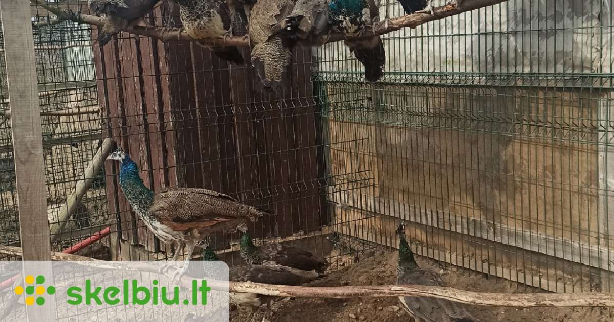 vistiniai varenos r skelbimai - Skelbiu.lt