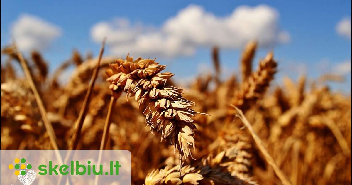 perku rapsus skelbimai - Skelbiu.lt