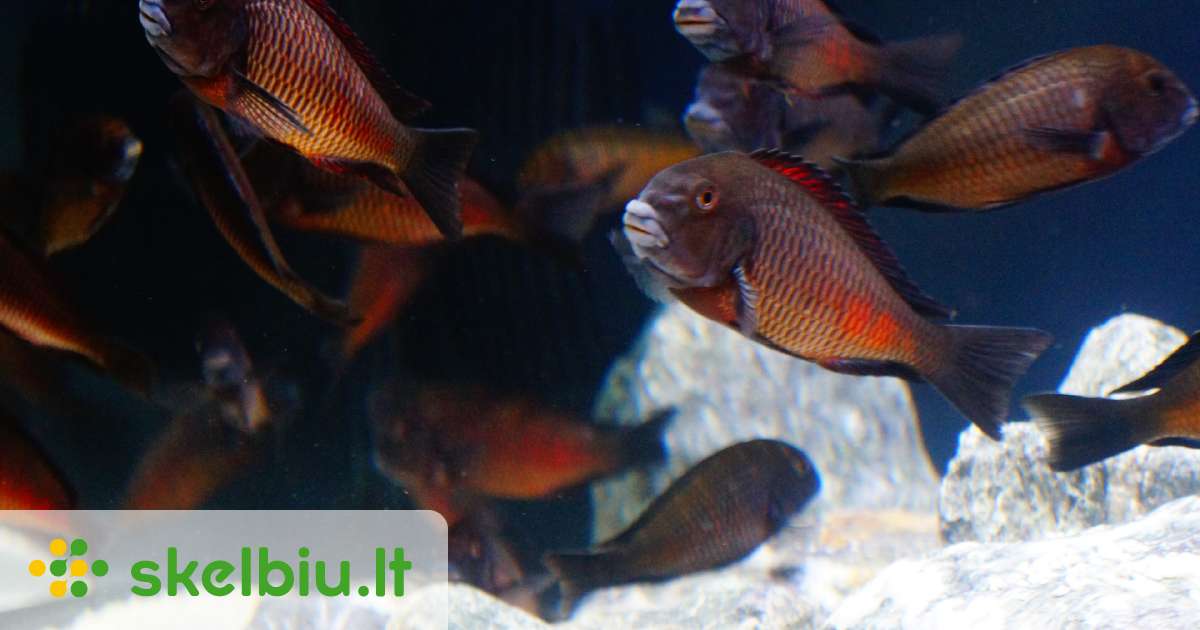 Tropheus Red Chimba ir Duboisi jaunikliai - Skelbiu.lt