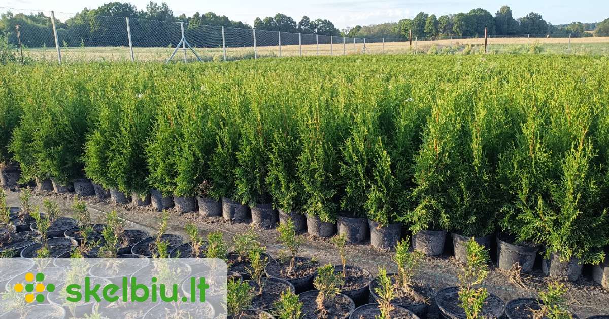 Smaragdinės tujos (thuja occidentalis Smaragd) - Skelbiu.lt