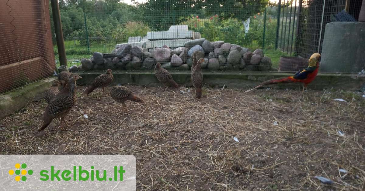 Auksiniai fazanai - Skelbiu.lt