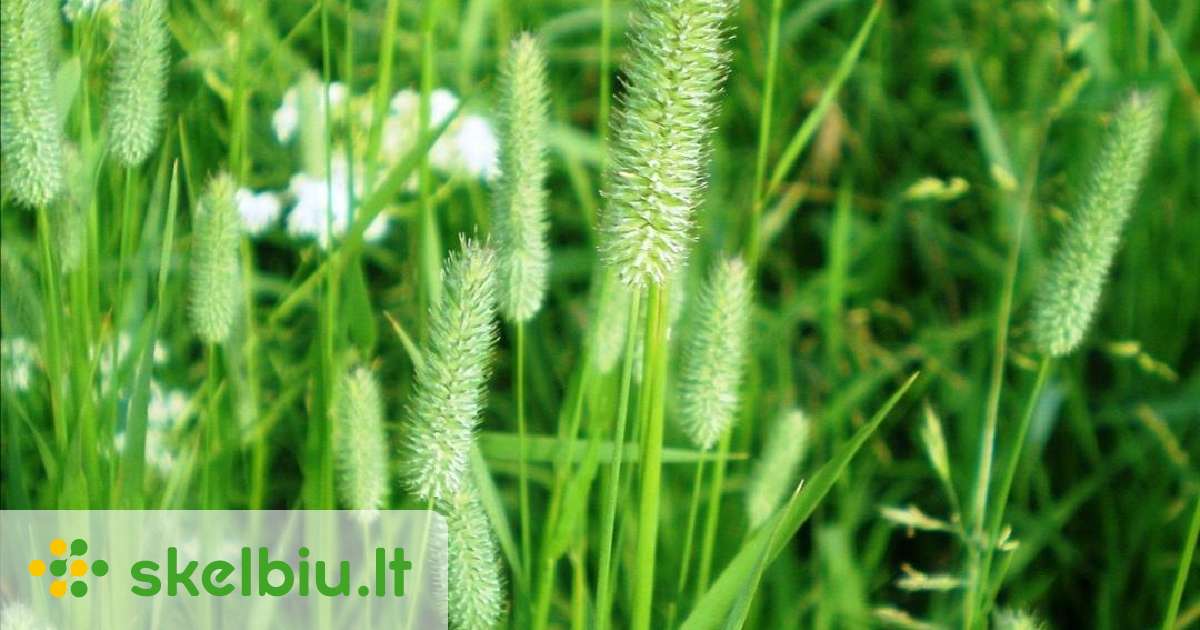 motiejukus skelbimai - Skelbiu.lt