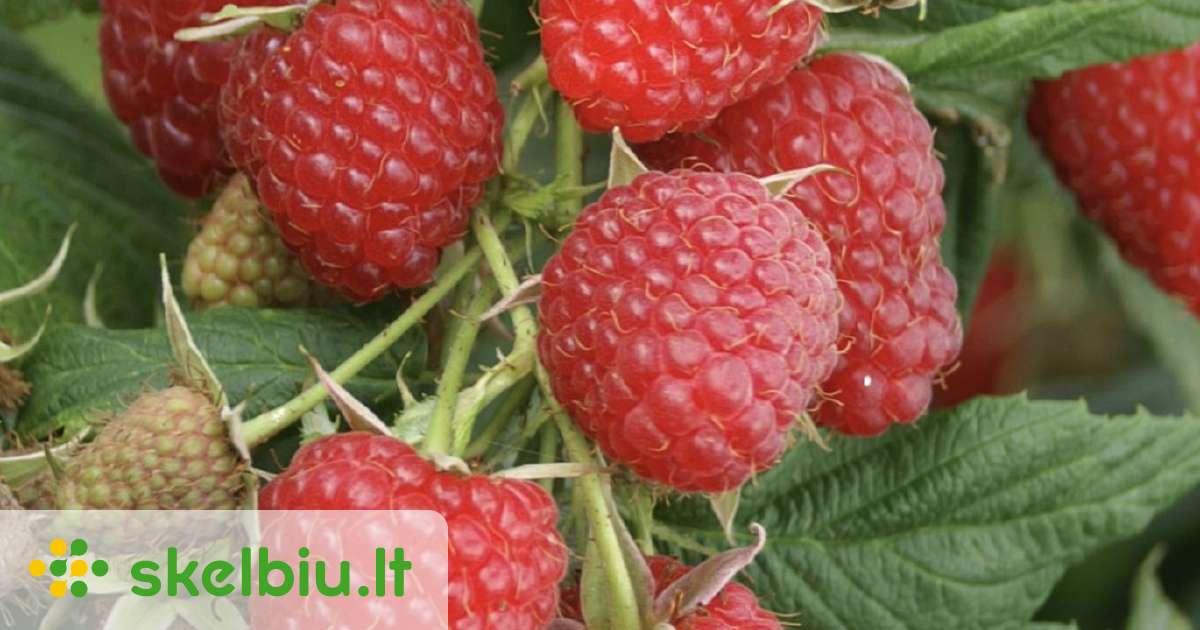 avieciu kainos skelbimai - Skelbiu.lt