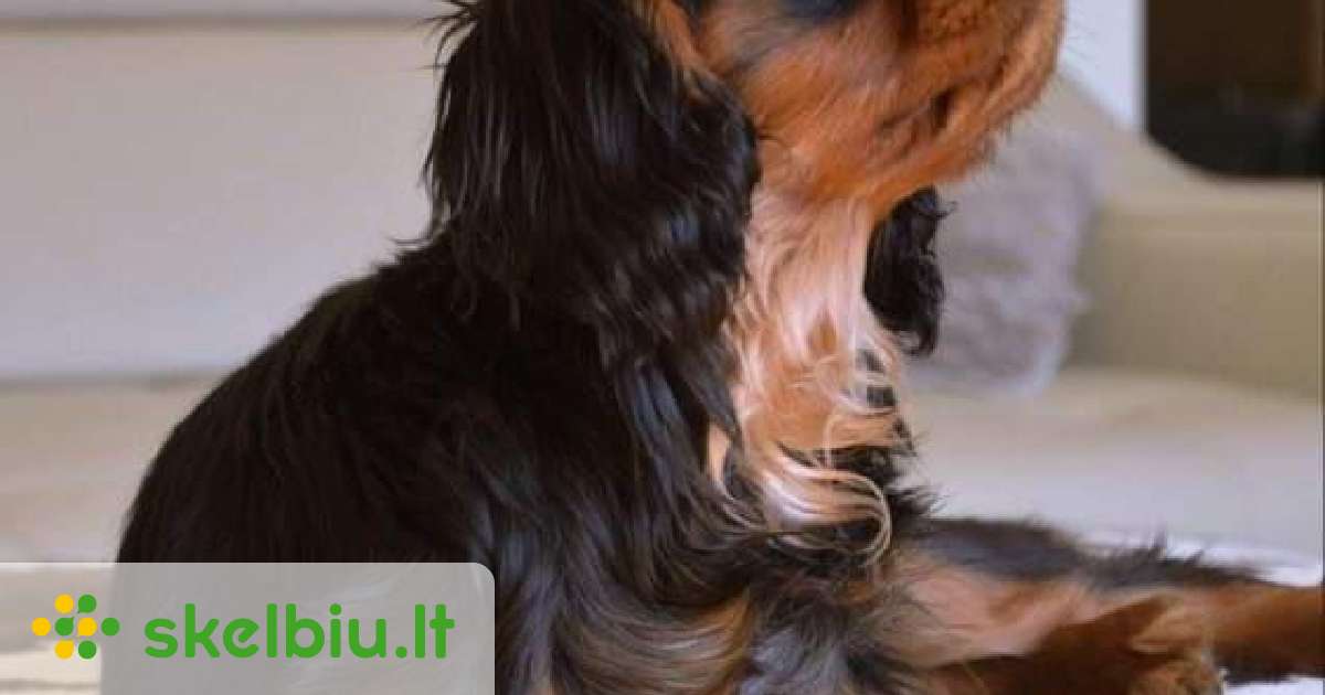 Kavalieriaus Karaliaus Karolio spanieliai - Skelbiu.lt