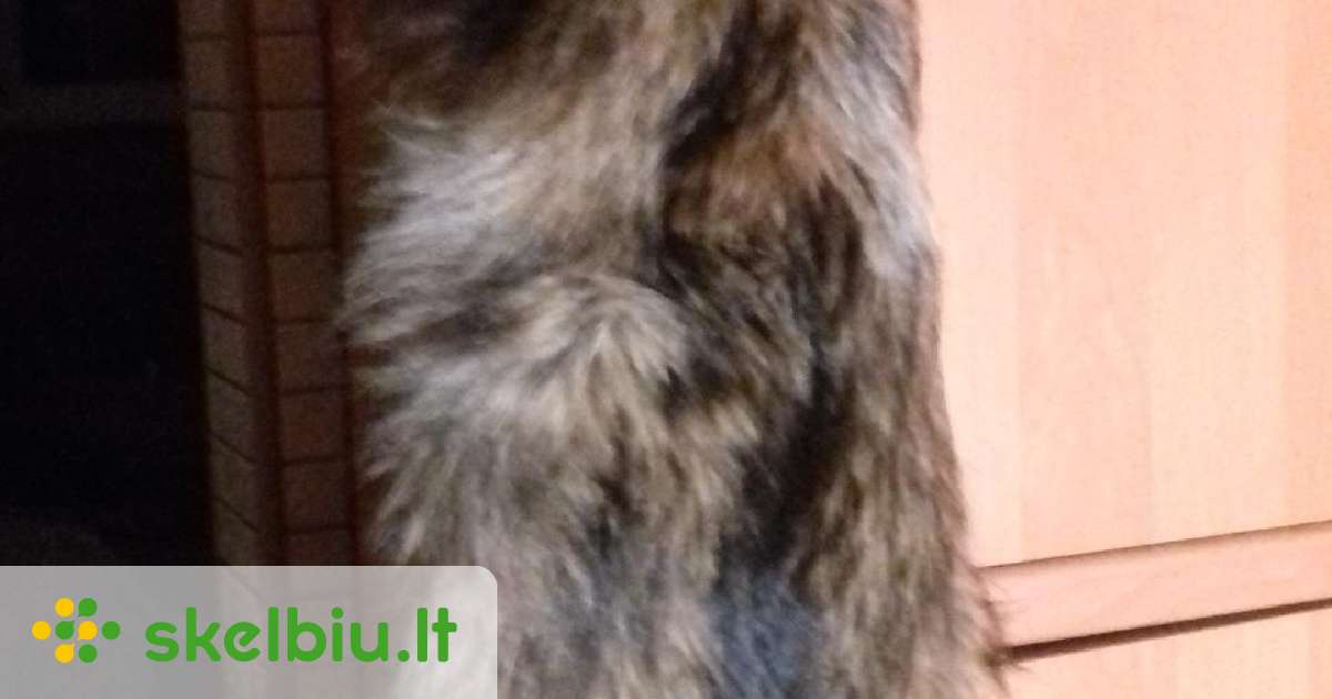 Naturalus kailis (meškėnas) - Skelbiu.lt