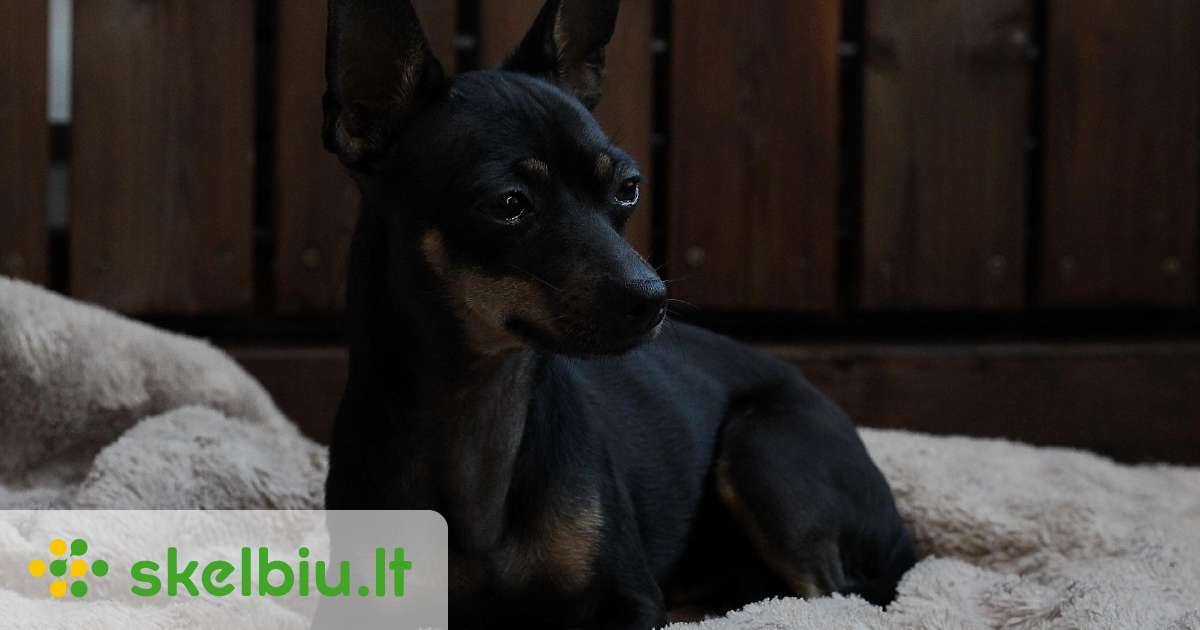 rusu toiterjerai skelbimai - Skelbiu.lt