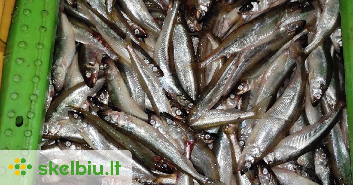 stintas skelbimai - Skelbiu.lt