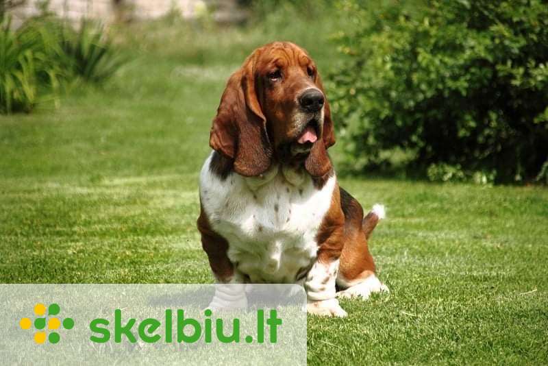 Basetai šunys - Skelbiu.lt
