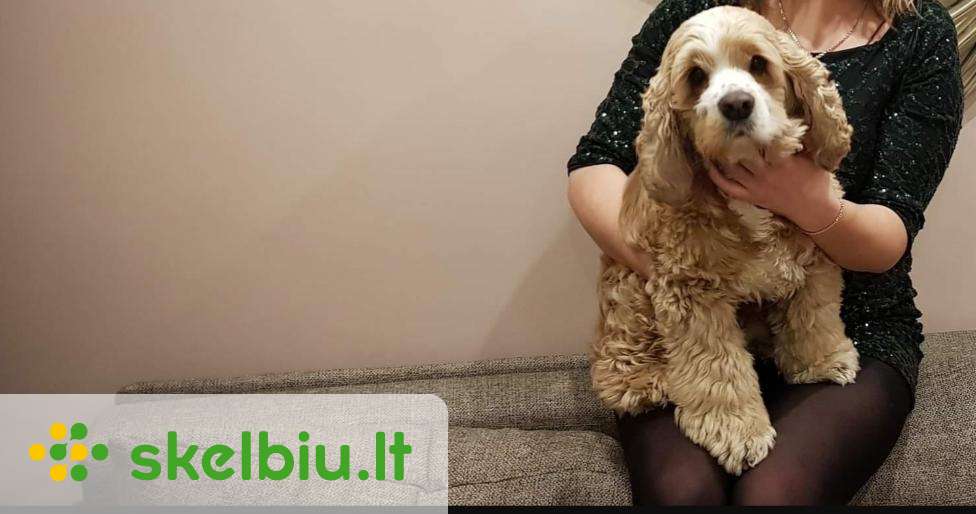 spanieliai ukmerges r skelbimai - Skelbiu.lt