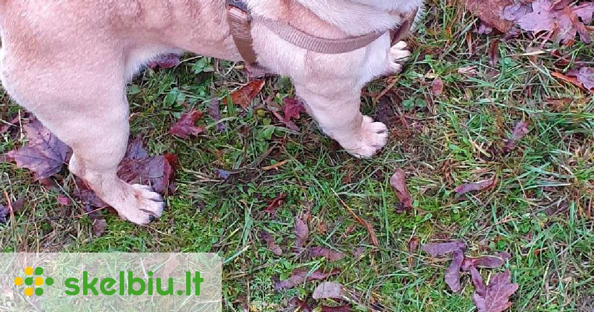 Mopsai šunys - Skelbiu.lt