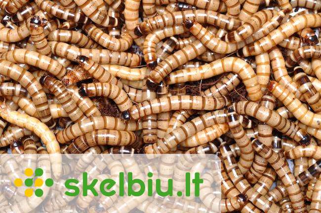 lervas skelbimai - Skelbiu.lt