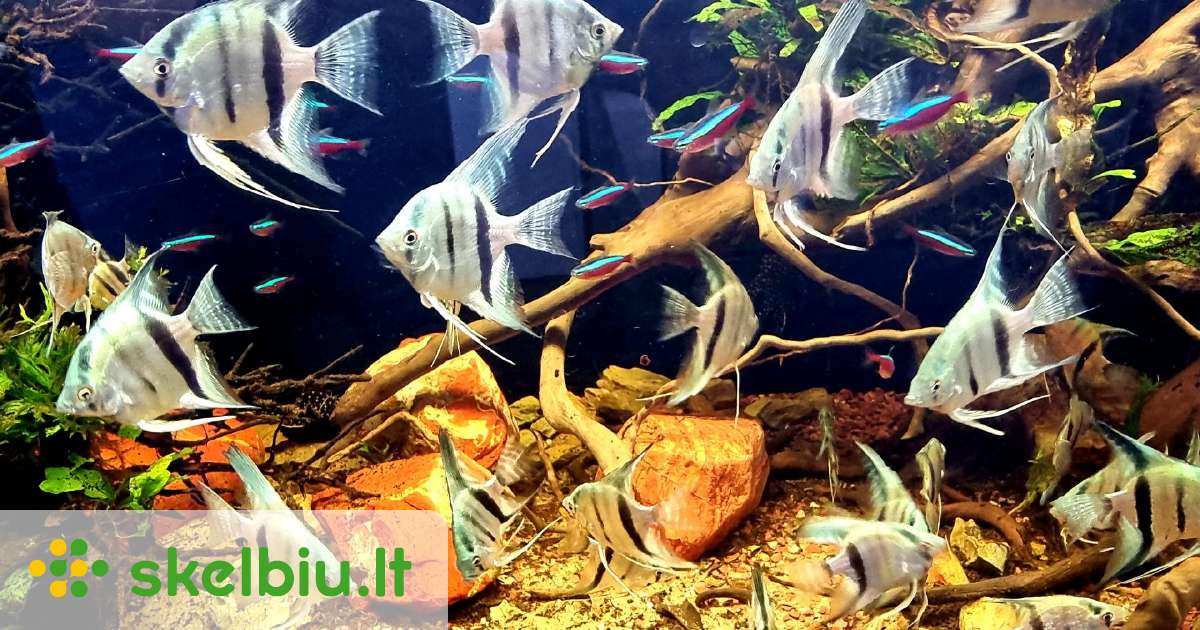 Žuvys ir žuvytės akvariumams Šiauliai - Skelbiu.lt