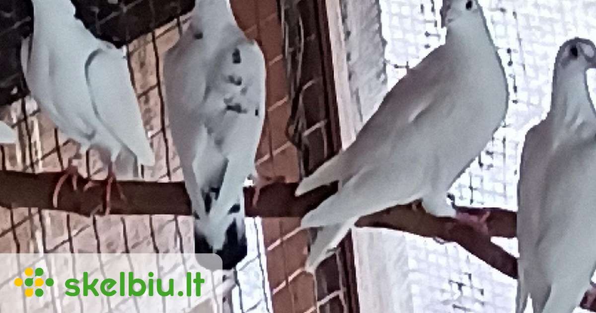 Karveliniai paukščiai - Skelbiu.lt