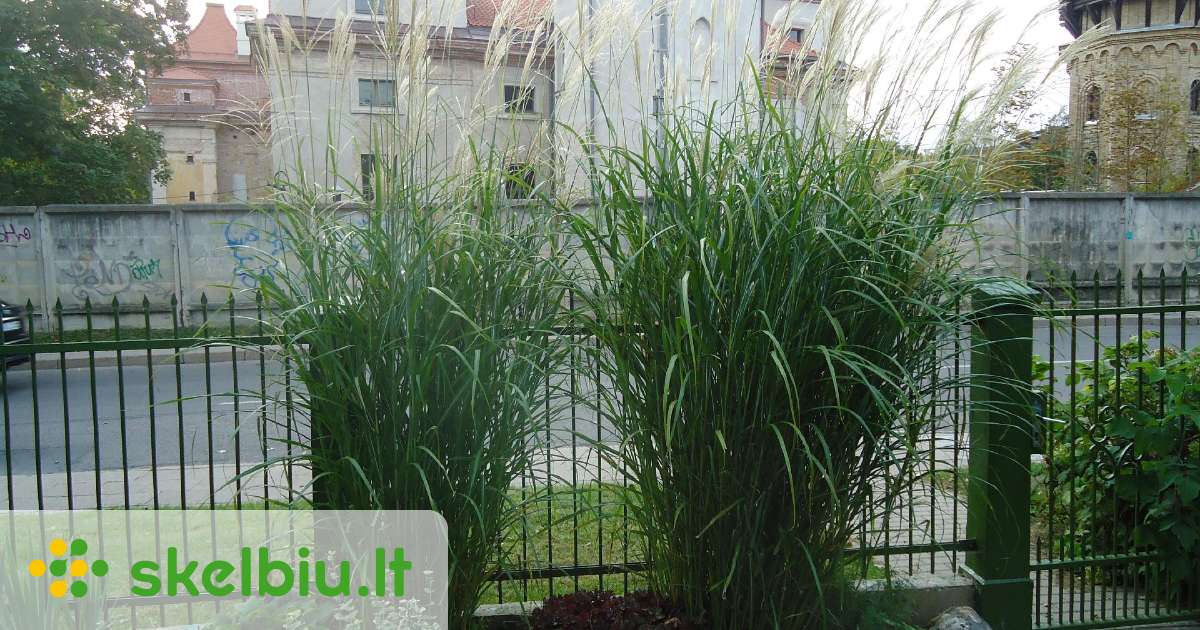Parduodamos lauko gėlės ir krūmai - Skelbiu.lt