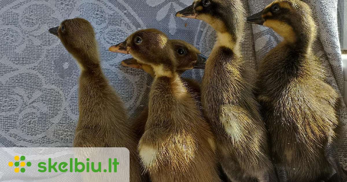 Ančių bėgikių kiaušiniai, jaunikliai - Skelbiu.lt