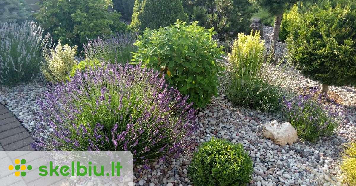 Tikroji Levanda, 1-2-3 l. vazonėliuose - Skelbiu.lt