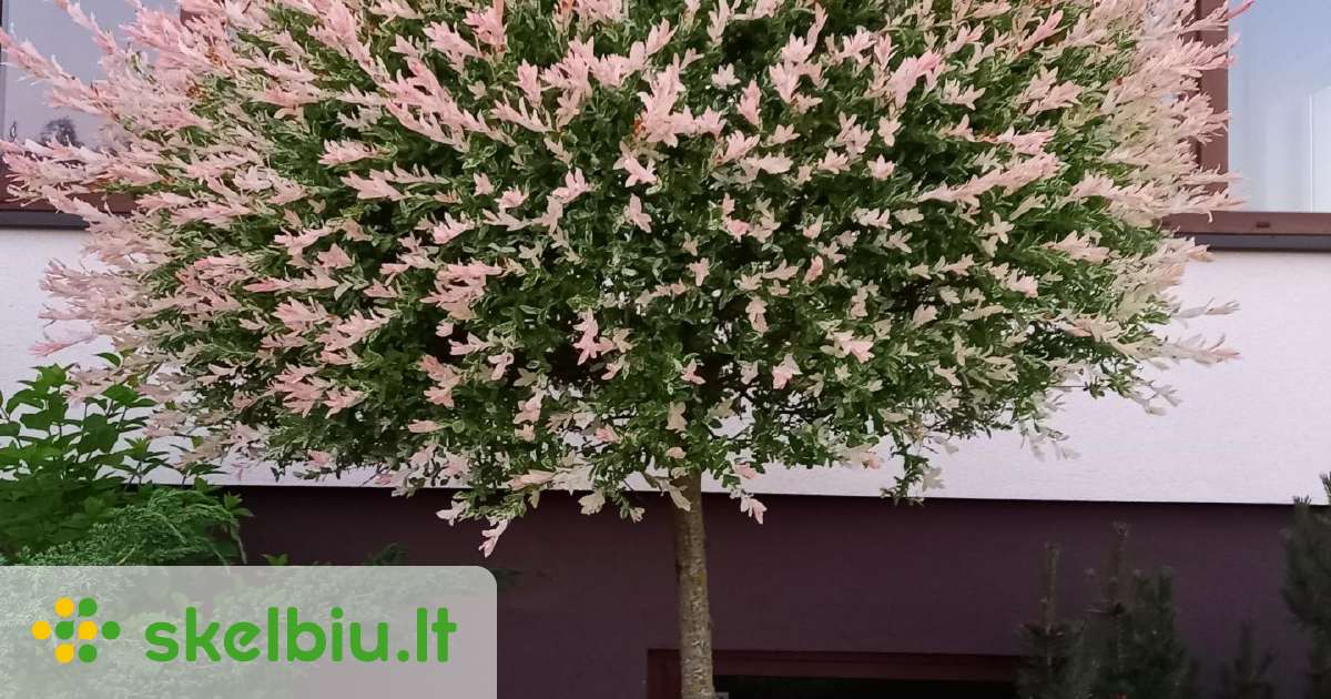 gluosnis skelbimai - Skelbiu.lt