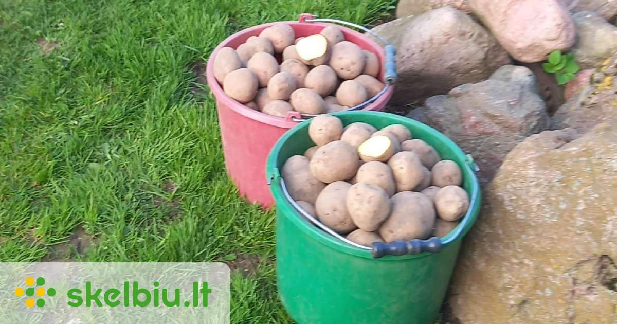 Sėklinės bulvės “vineta" - Skelbiu.lt