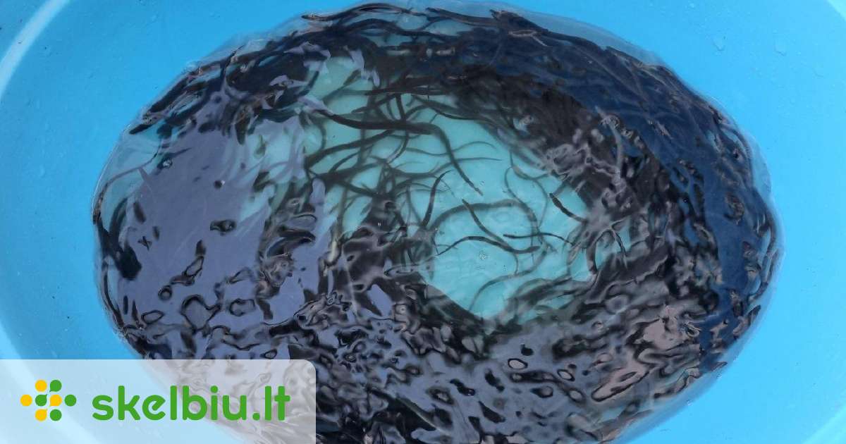 unguriai skelbimai - Skelbiu.lt