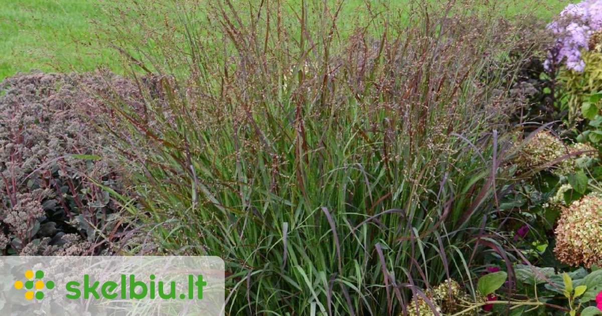 Naudota ! Sora - smilga labai grazi - Skelbiu.lt