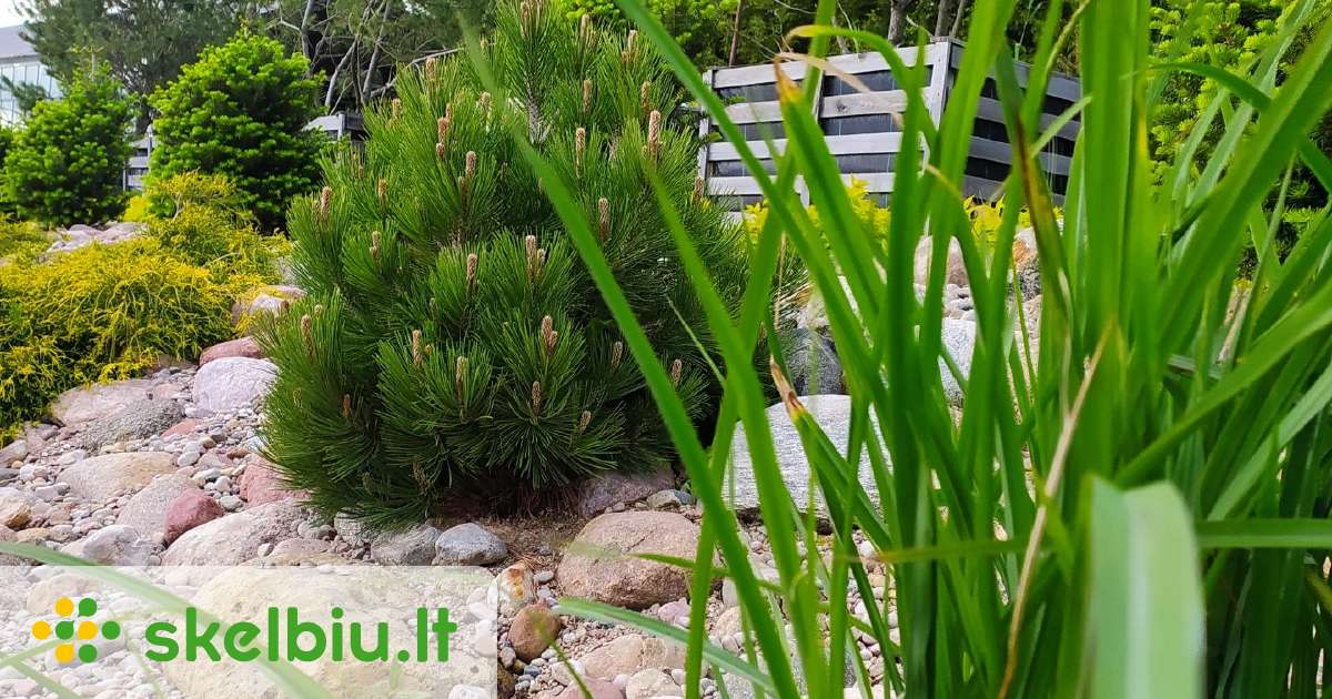 paprastos pusys skelbimai - Skelbiu.lt