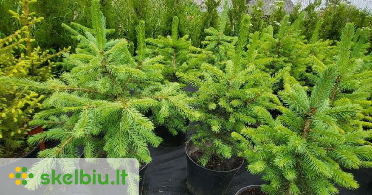 Tujos, Pušys, Eglės, Vaismedžiai. - Skelbiu.lt