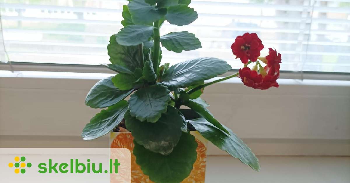 gyvybes gele skelbimai - Skelbiu.lt