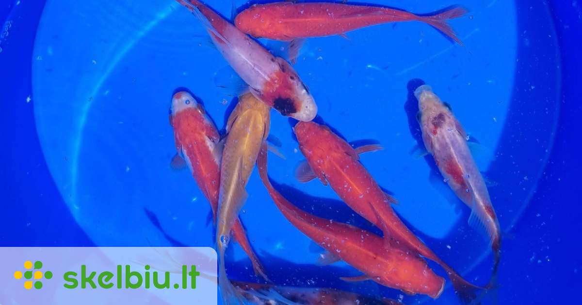 Karosai spalvoti, Koi karpiai, Amūrai, Drūgeliai - Skelbiu.lt