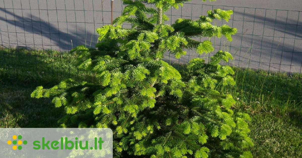 uolinis kadagys klaipeda skelbimai - Skelbiu.lt