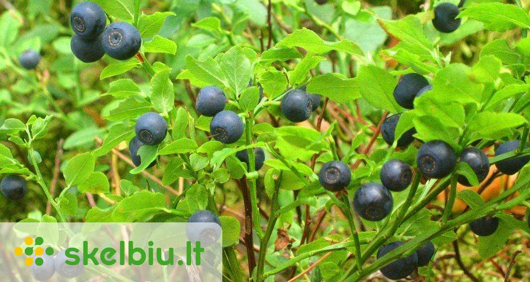 parduodu melynes skelbimai - Skelbiu.lt