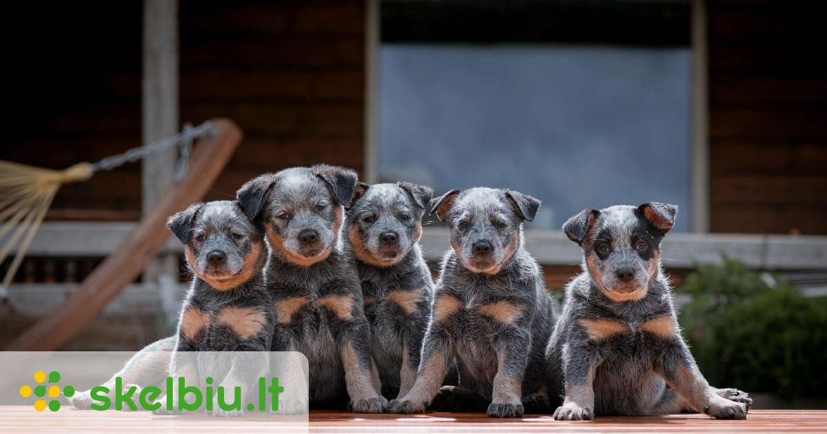 Australų Ganymo šuo / Australian Cattle dog - Skelbiu.lt